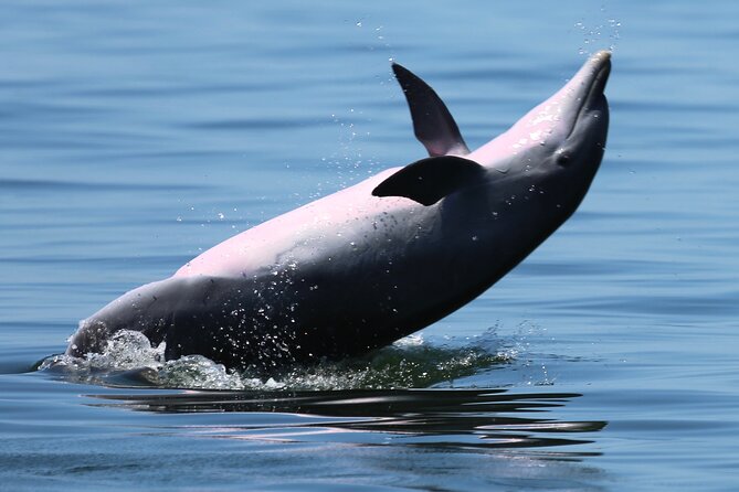 Pensacola Beach Jolly Dolphin Cruise and Scenic Bay Tour - The Breakdown of the Tour