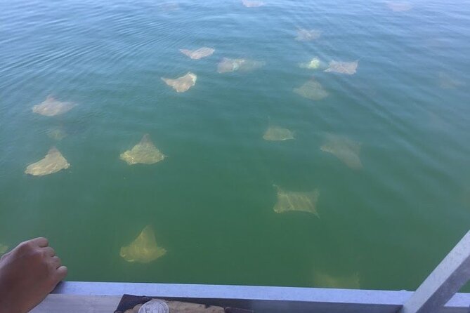 Pensacola Beach Jolly Dolphin Cruise and Scenic Bay Tour - Final Thoughts: Who Will Love This Tour?