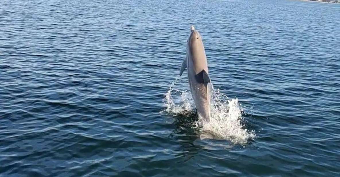 Pensacola Beach Sunset Dolphin Tour private up to 6 ppl - Introduction