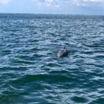 Pensacola Beach Sunset Dolphin Tour private up to 6 ppl - An Overview of the Experience