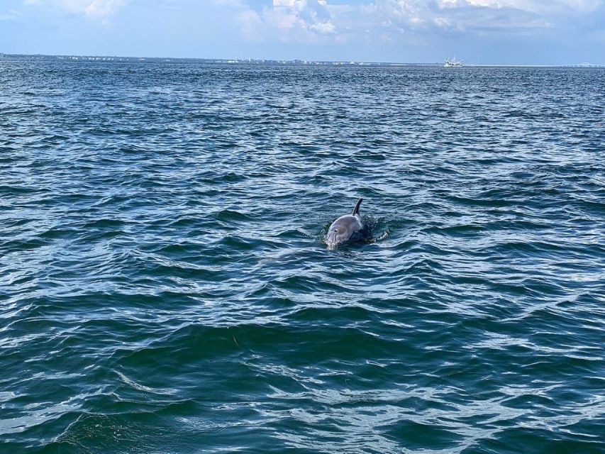 Pensacola Beach Sunset Dolphin Tour private up to 6 ppl - An Overview of the Experience