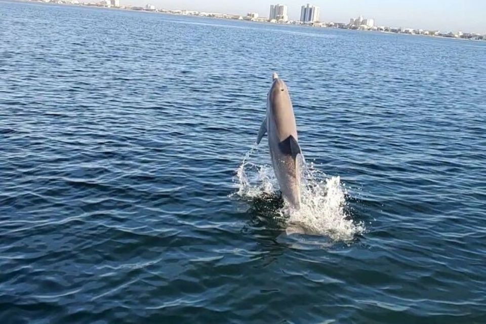 Pensacola Beach Sunset Dolphin Tour private up to 6 ppl - Wildlife and Nature Encounters