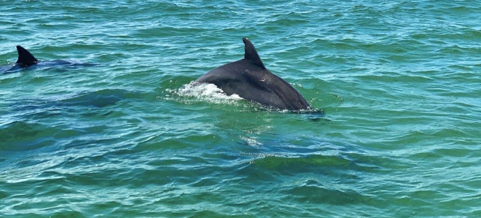 Pensacola Beach Sunset Dolphin Tour private up to 6 ppl - Educational and Local Insights
