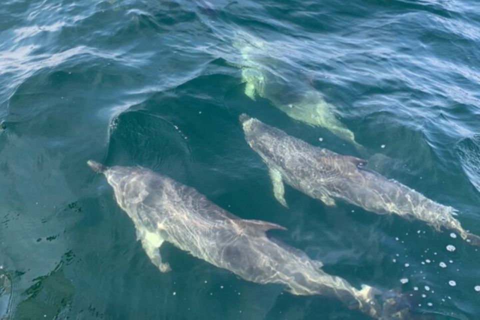 Pensacola Beach Sunset Dolphin Tour private up to 6 ppl - Who Is This Tour Best For?