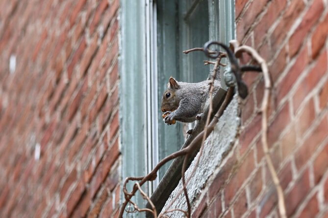 Philadelphia Walking Tour: A Lot of Colonial Nonsense - A Genuine Insight into Philadelphia’s Colonial Past