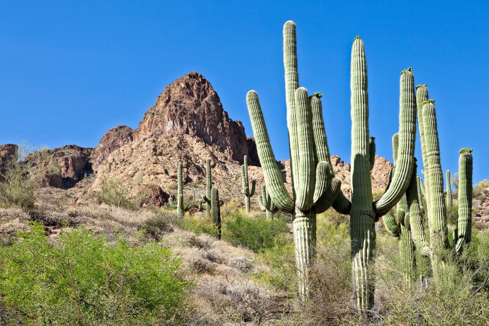 Phoenix/Scottsdale: Apache Trail Tour & Canyon Lake Cruise - The Sum Up
