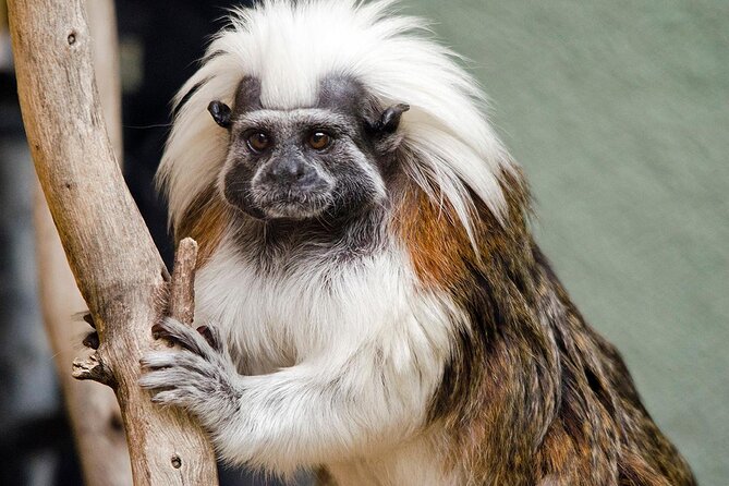 Phoenix Zoo Admission Ticket - Discover the Phoenix Zoo Admission Ticket: A Detailed Review
