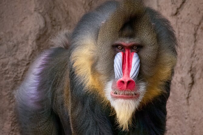 Phoenix Zoo Admission Ticket - What You’ll See and Do at the Zoo