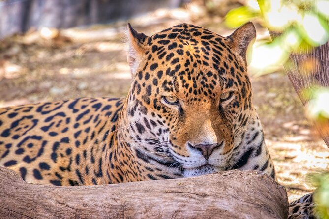 Phoenix Zoo Admission Ticket - Timing, Hours, and Best Times to Visit