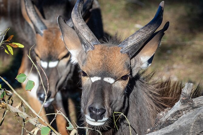 Phoenix Zoo Admission Ticket - Practical Considerations: What to Expect