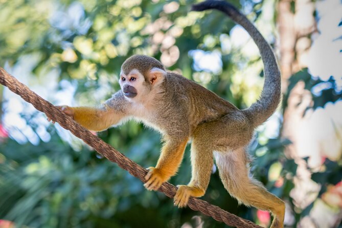 Phoenix Zoo Admission Ticket - Authentic Experiences from Visitors