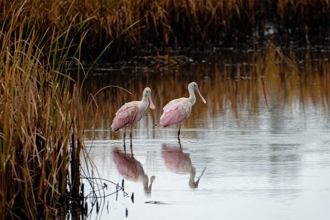 Photograph low country wildlife with a professional photographer - An Overview of the Experience