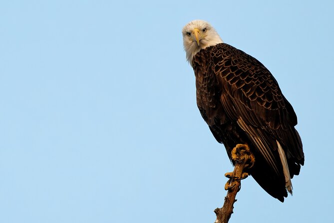 Photograph low country wildlife with a professional photographer - Deep Dive into the Itinerary