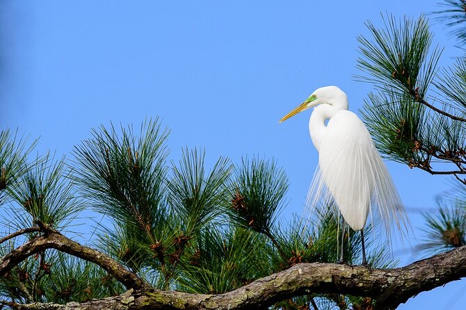 Photograph low country wildlife with a professional photographer - Value and Practical Considerations