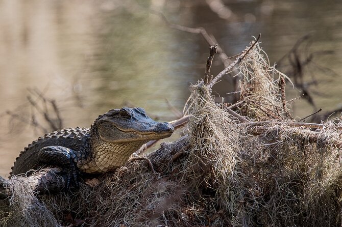 Photograph low country wildlife with a professional photographer - Authentic Insights from Participants