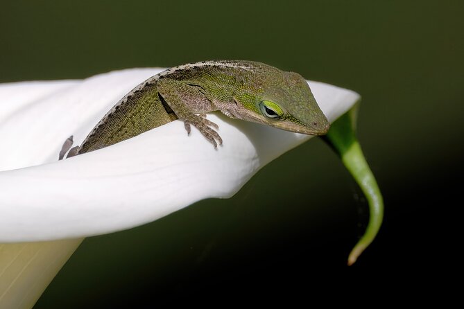 Photograph low country wildlife with a professional photographer - The Sum Up