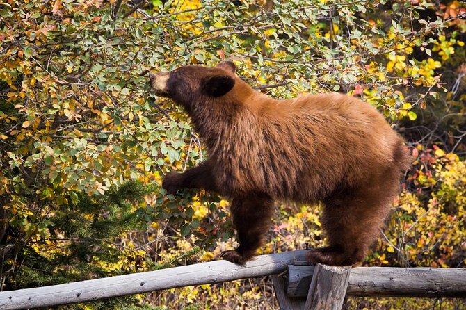 Photography Workshop in Grand Teton National Park - Similar Experiences and Additional Options