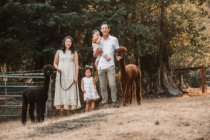 Photoshoot with Alpacas and Farm Experience near Seattle - A Detailed Look at the Experience