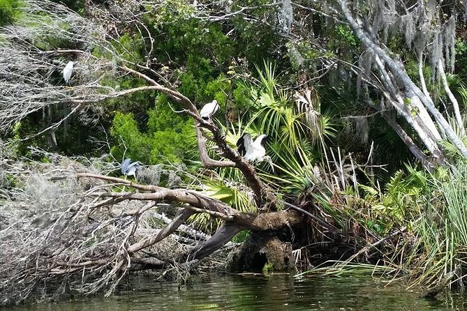 Plantation's Kings Bay Scenic Cruise - A Deep Dive into the Kings Bay Scenic Cruise Experience