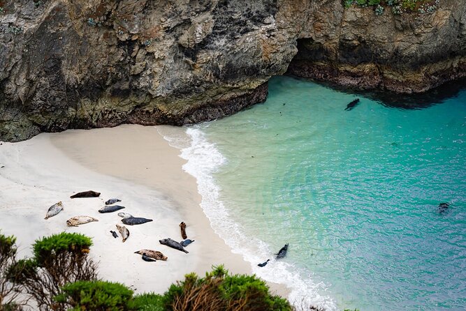 Point Lobos - A Private Charming Ocean Tour - Final Thoughts