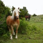 Pony Lead a Fun Experience for Young Children - Why Families Love It