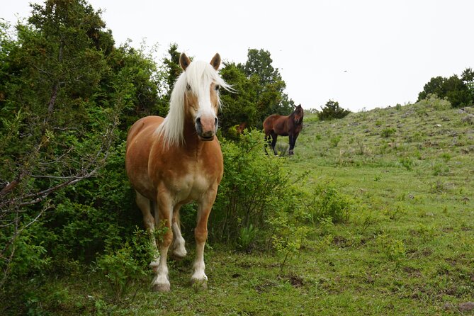 Pony Lead a Fun Experience for Young Children - Why Families Love It