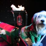 Popovich Comedy Pet Theater at Planet Hollywood Resort and Casino - An In-Depth Look at the Experience
