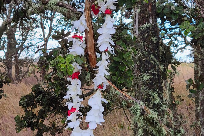 Port of Hilo to Volcano Tour - Transportation, Group Size, and Timing