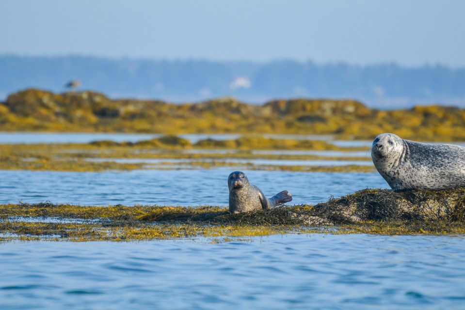 Portland: Schooner Tall Ship Cruise on Casco Bay - FAQ
