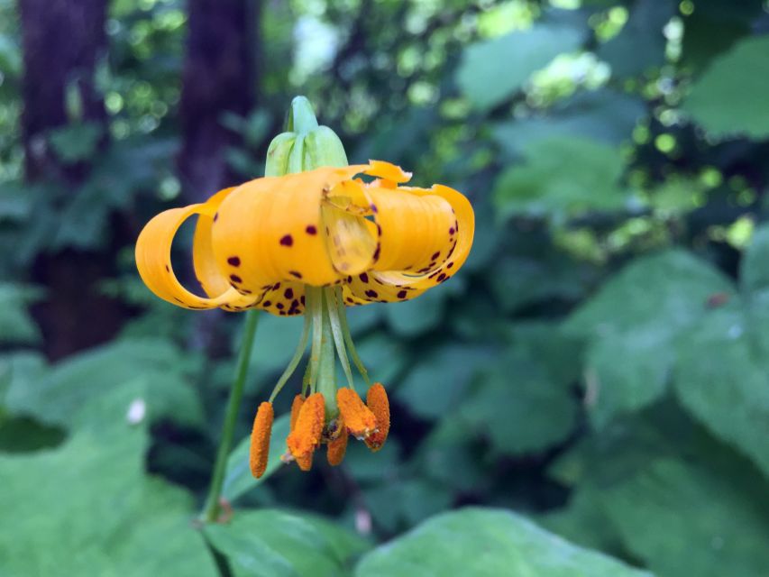Portland: Silver Falls Hike - Portland: Silver Falls Hike – A Nature Lover’s Day Out