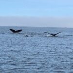 Premier Land and Sea Discount Package - An In-Depth Look at the Tour Itinerary and Experience