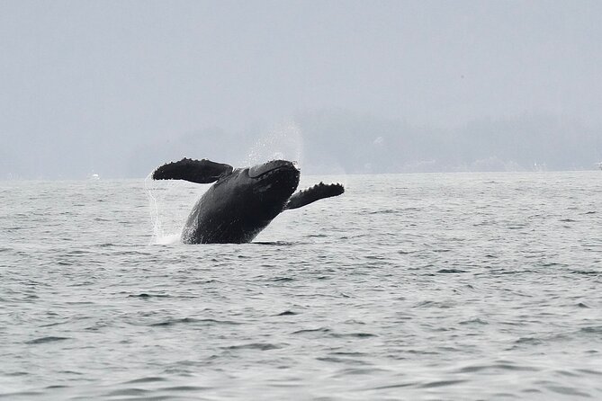 Premier Whale Watching and Wildlife Tour - Detailed Breakdown of the Experience