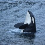 Premier Whale Watching and Wildlife Tour - Value and Price Analysis