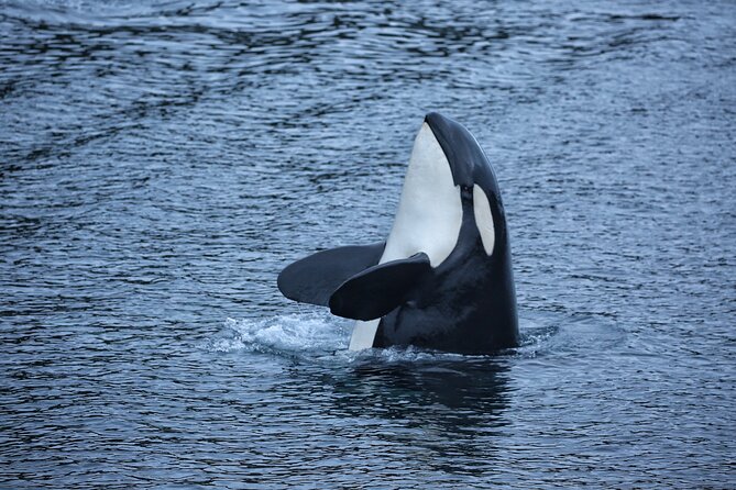 Premier Whale Watching and Wildlife Tour - Value and Price Analysis