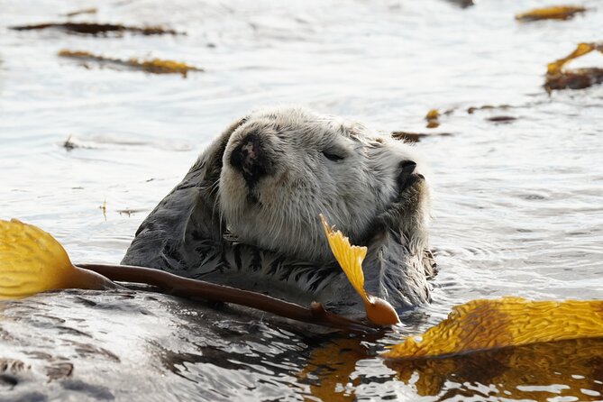Premier Whale Watching and Wildlife Tour - FAQ