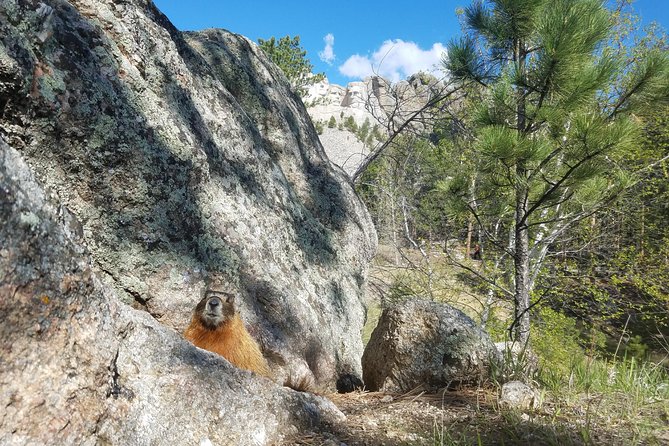 Premiere Private Black Hills Tour: Mt Rushmore, Crazy Horse & Custer State Park - Key Points