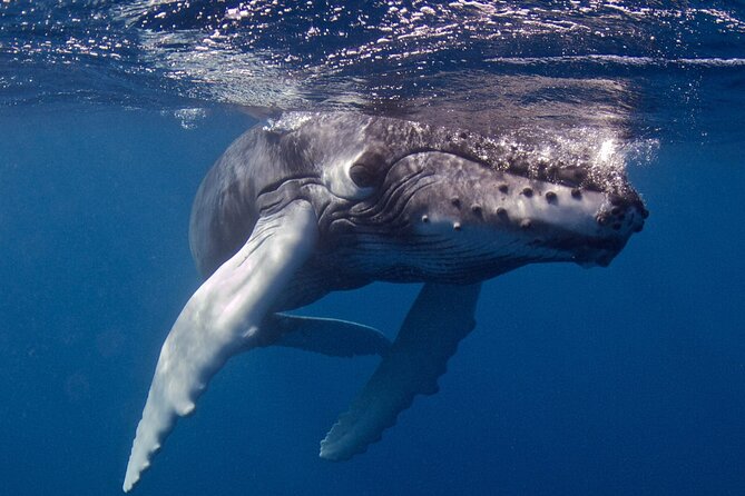 Premium Afternoon Scuba Charter for All Certified Diver Levels - Who Should Book This Tour?
