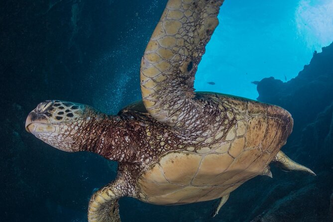 Premium Afternoon Scuba Charter for All Certified Diver Levels - FAQs