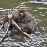 PREMIUM Sitka Scenic Tour - FAQ