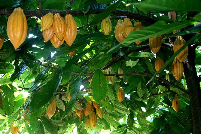 Princeville Botanical Gardens Tour and Chocolate Tasting Ticket - Who Will Love This Tour?