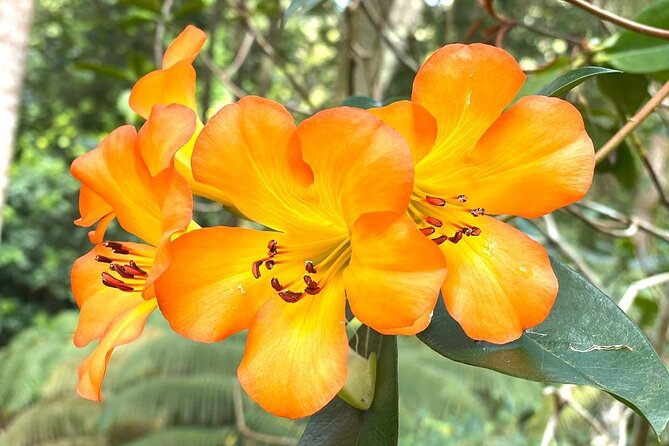Princeville Botanical Gardens Tour and Chocolate Tasting Ticket - Frequently Asked Questions