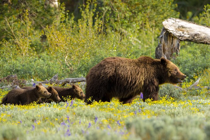 Private 2-Day Yellowstone Tour - Upper and Lower Loop - FAQ