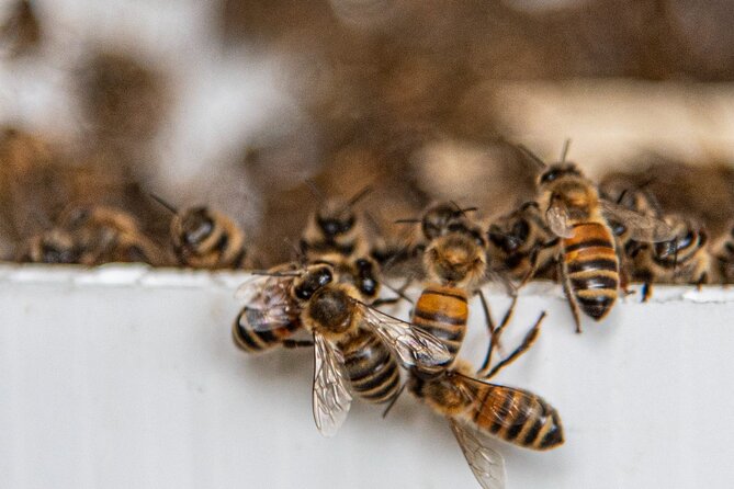 Private 2-Hour Beekeeping Classroom Tour in Honokaa - The Sum Up: Who Will Love This Tour?