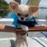 Private 2-Hour Day Sailing Experience - The Authenticity of the Experience: Why It Stands Out