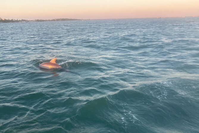 Private 2-Hour Dolphin and Sightseeing Tour - Discovering the Itinerary: What to Expect