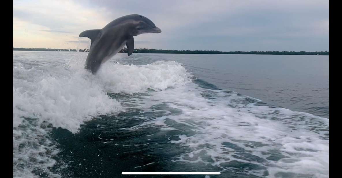 Private 2 Hour Dolphin & Eco Tour Marco Island, FL - Exploring the Experience in Detail