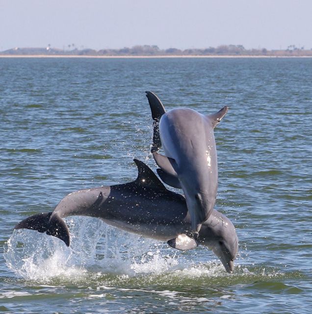 Private 2 hour Dolphin Sightseeing tour- Melbourne - The Sum Up