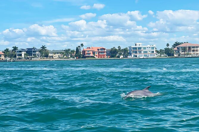 Private 2-Hour Dolphin Watching Cruise in St. Petersburg, FL - The Practical Details that Matter