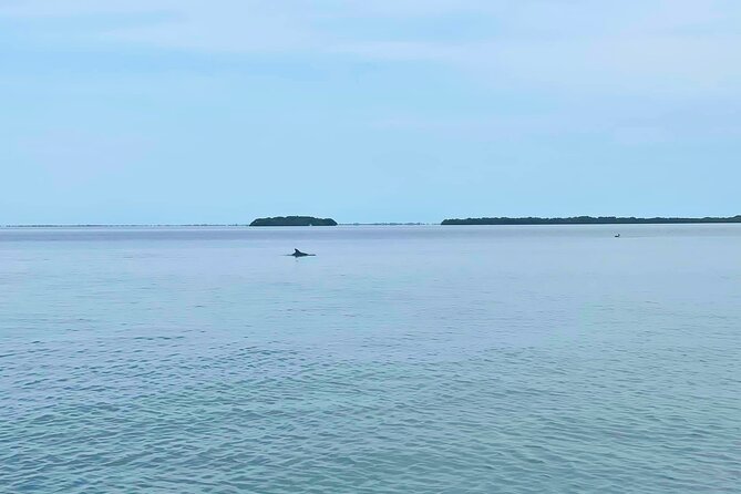 Private 2-Hour Dolphin Watching Cruise in St. Petersburg, FL - FAQs