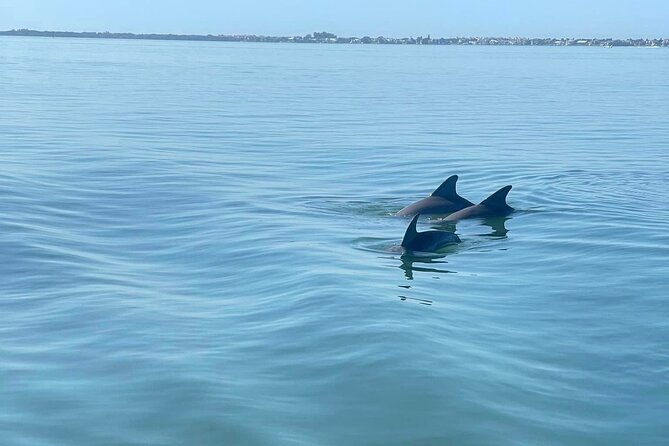 Private 2-Hour Dolphin Watching Cruise in St. Petersburg, FL - Final Thoughts